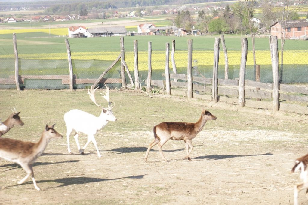Ljame, mufloni i bijeli jelen čekaju povratak gostiju na Jastrebov vrh ...